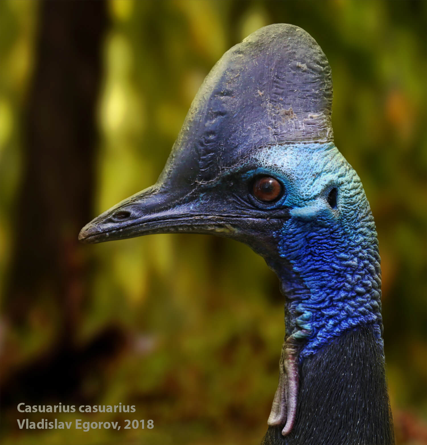 Casuarius casuarius 3D Render, Digital Art by Anthodon