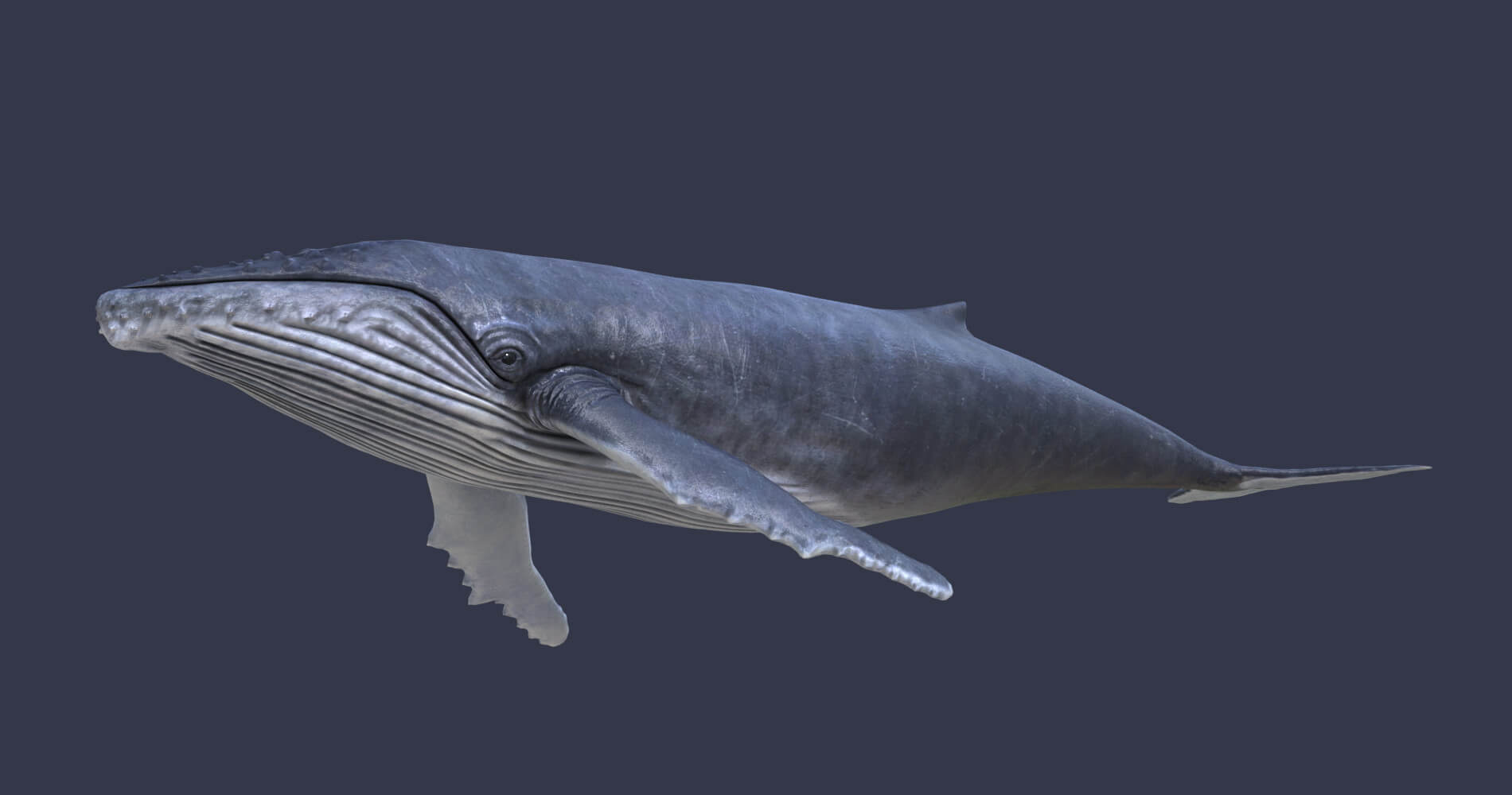 Humpback Whale - 3D Model by Anthodon