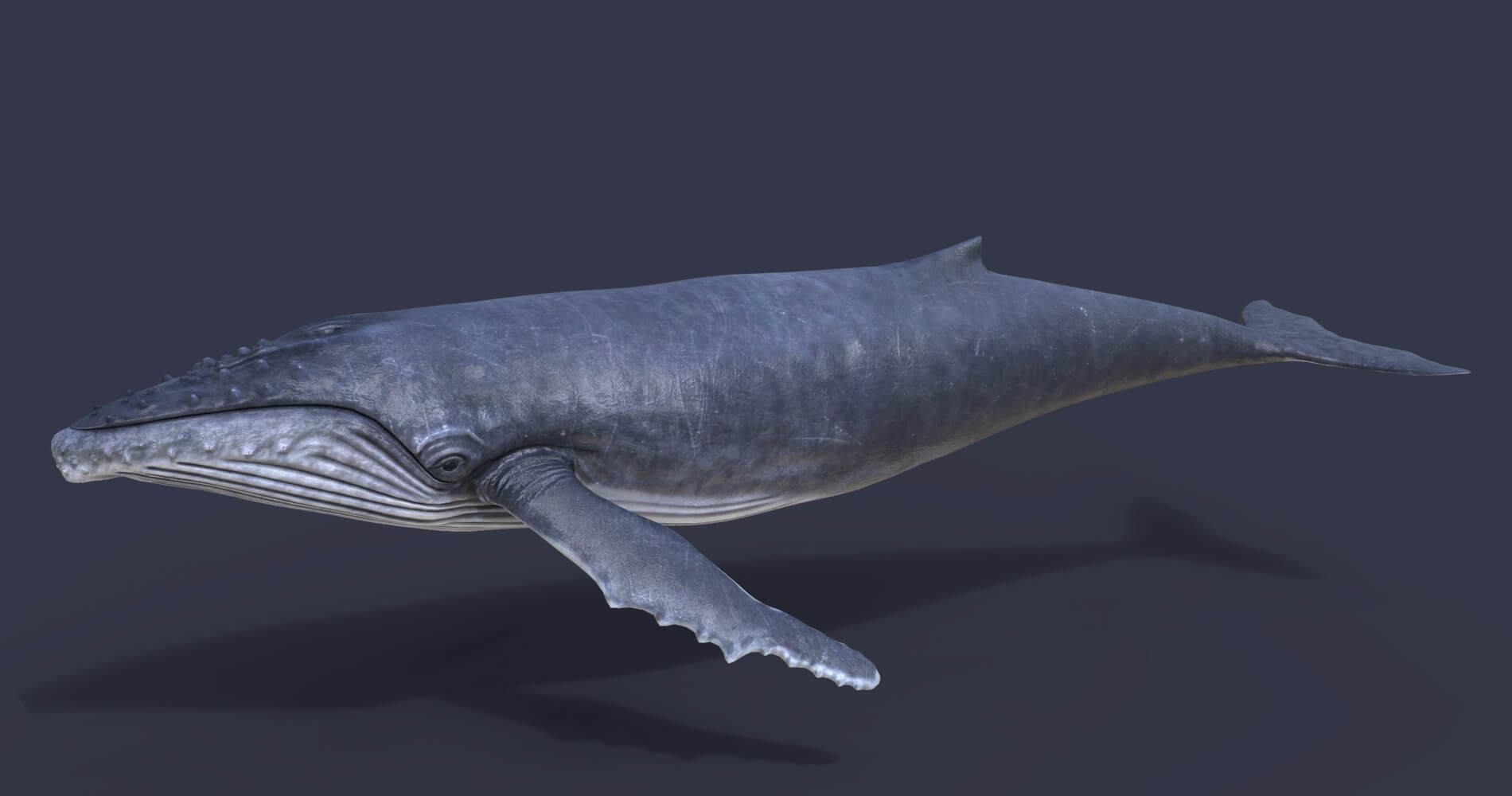 Humpback Whale - 3D Model by Anthodon