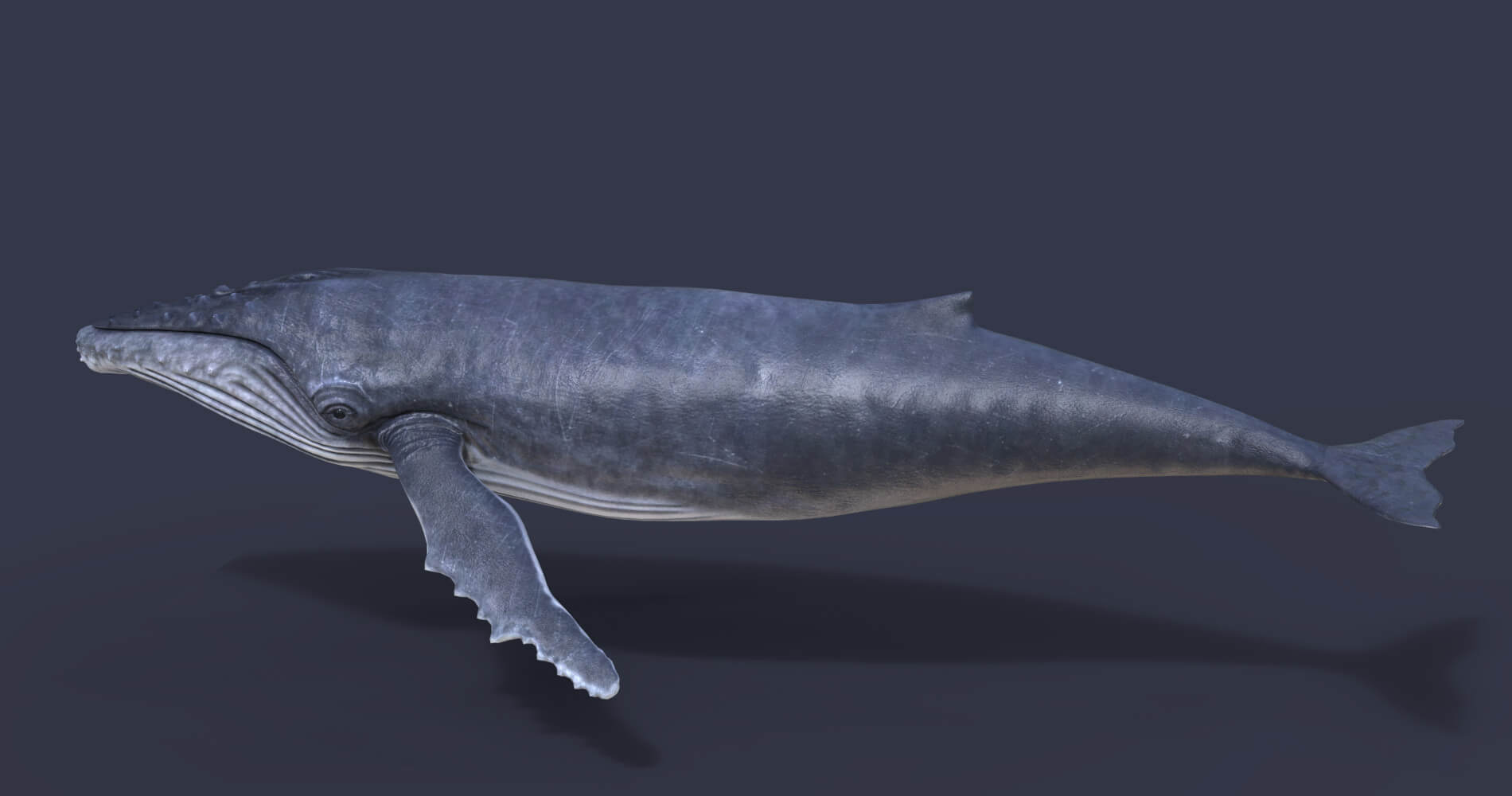 Humpback Whale - 3D Model by Anthodon