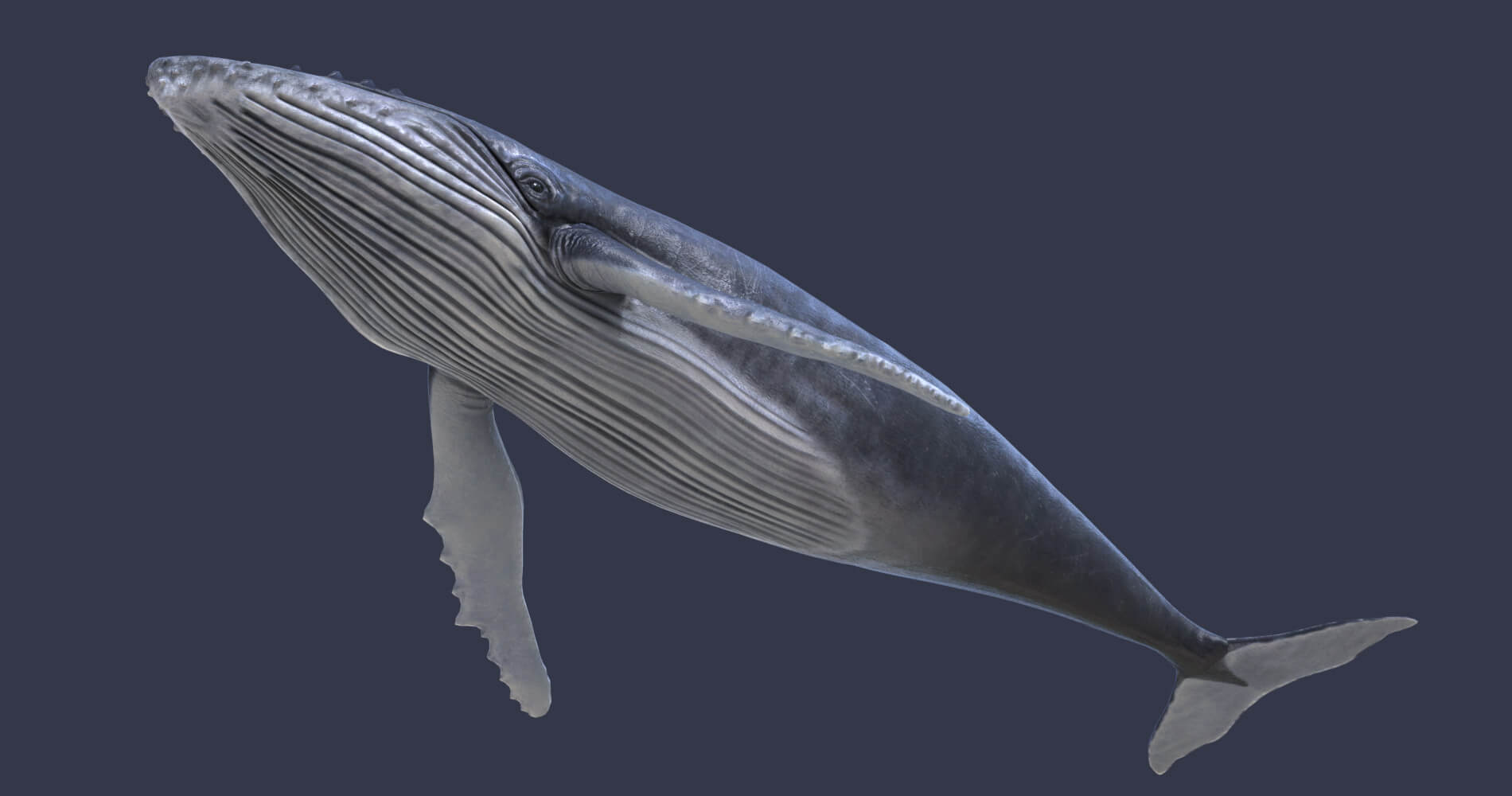 Humpback Whale - 3D Model by Anthodon