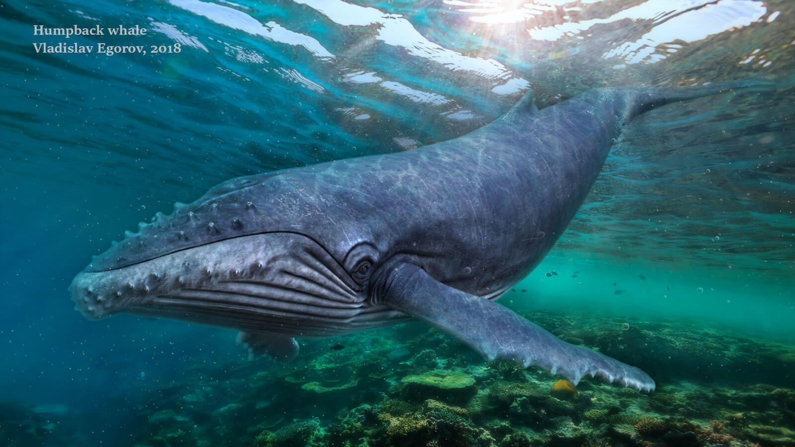 Humpback Whale - 3D Model by Anthodon