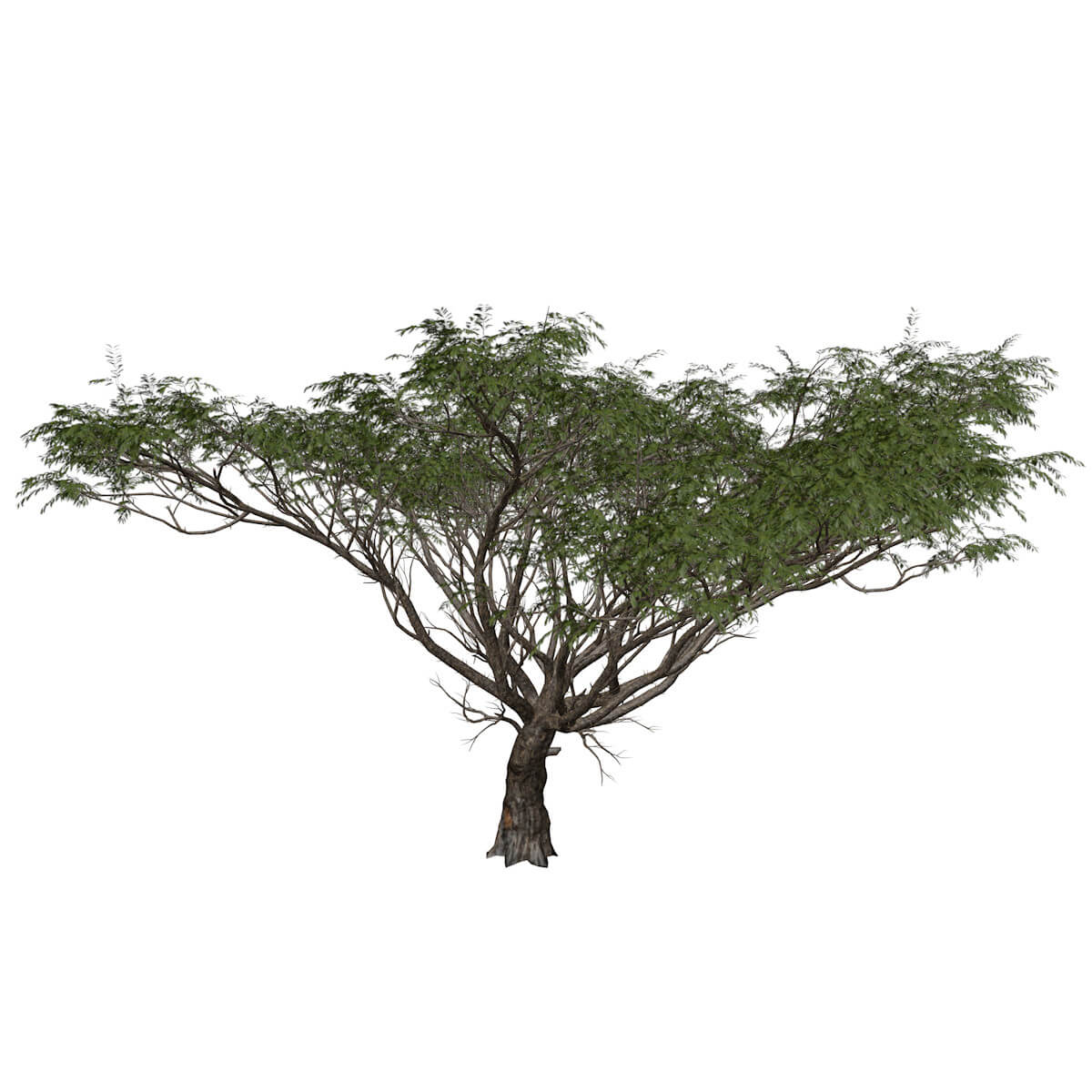 Acacia Tree #01 - 3D Model by AntonioKowatsch