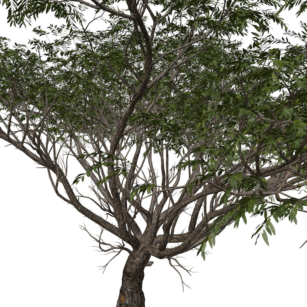 Acacia Tree #01 - 3D Model by AntonioKowatsch