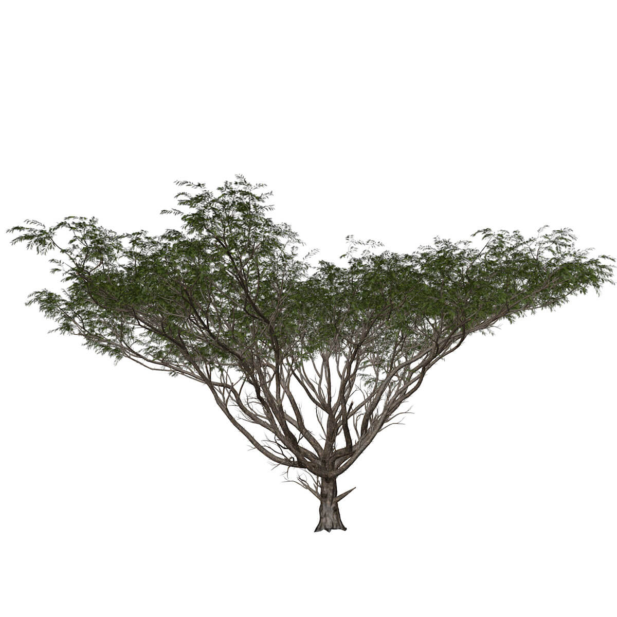 Acacia Tree #02 - 3D Model by AntonioKowatsch