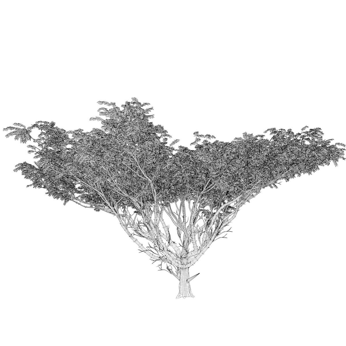 Acacia Tree #02 - 3D Model by AntonioKowatsch