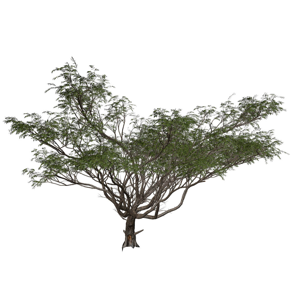 Acacia Tree #03 - 3D Model by AntonioKowatsch