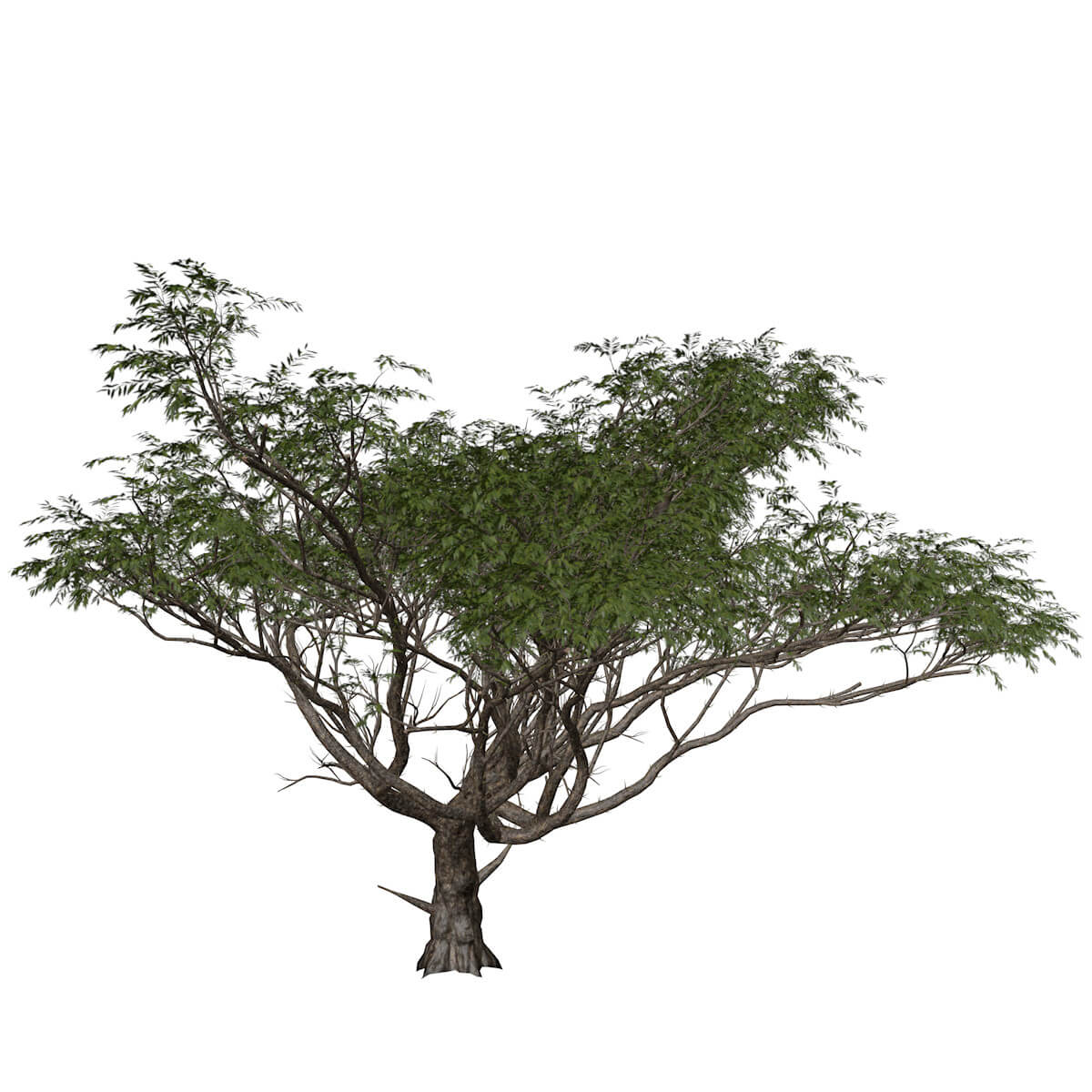 Acacia Tree #04 - 3D Model by AntonioKowatsch