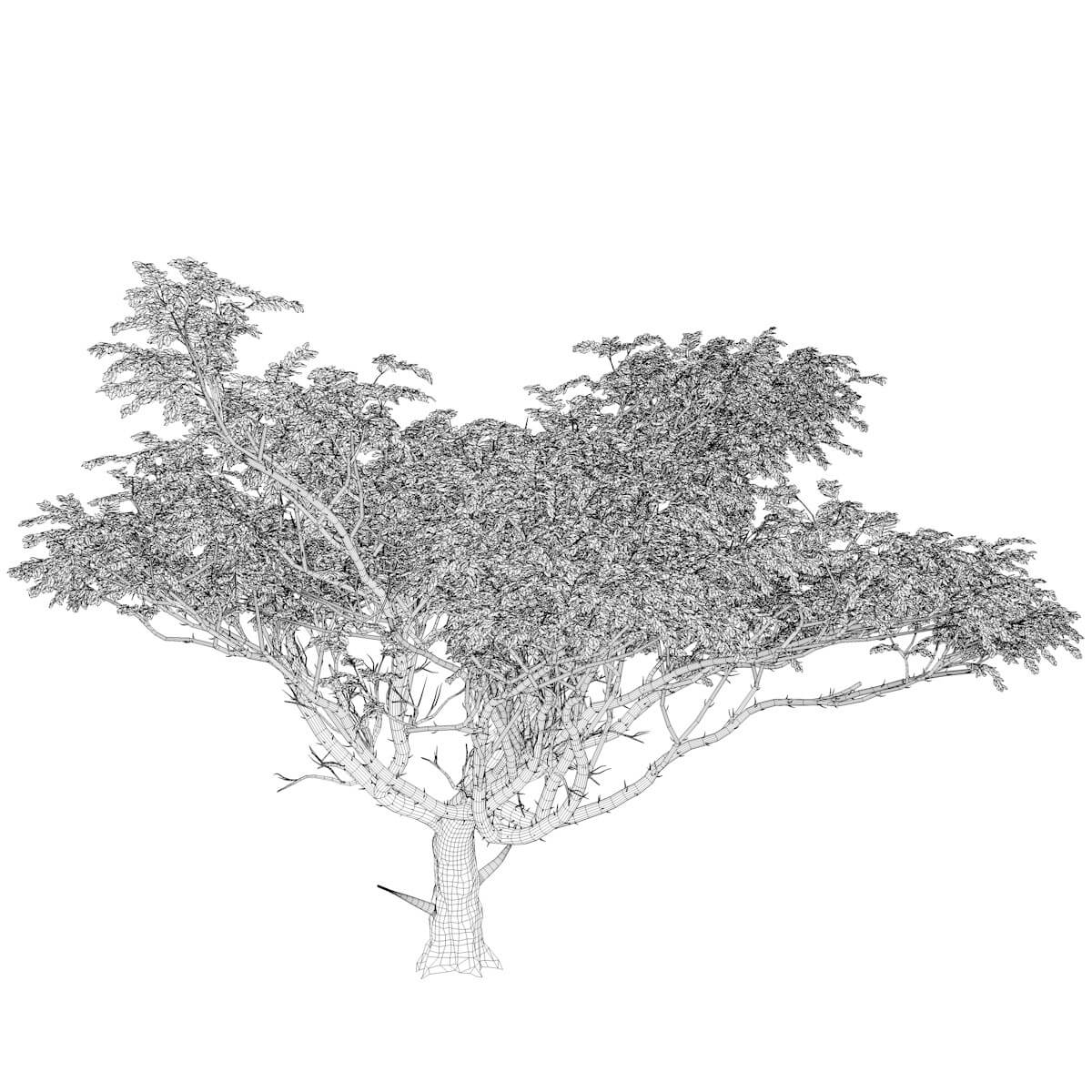 Acacia Tree #04 - 3D Model by AntonioKowatsch