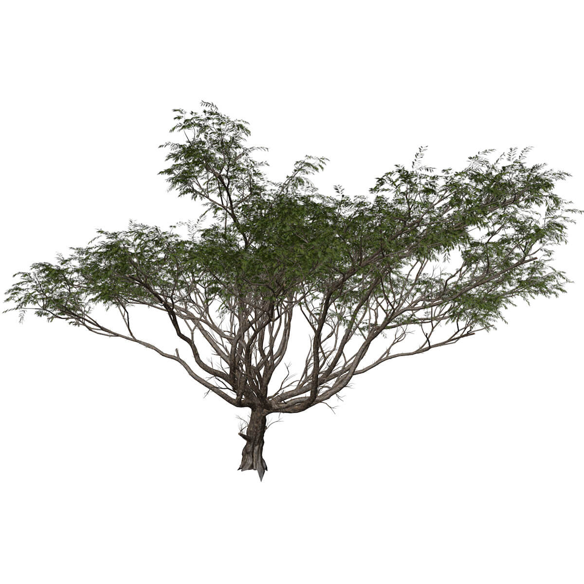 Acacia Tree #05 - 3D Model by AntonioKowatsch