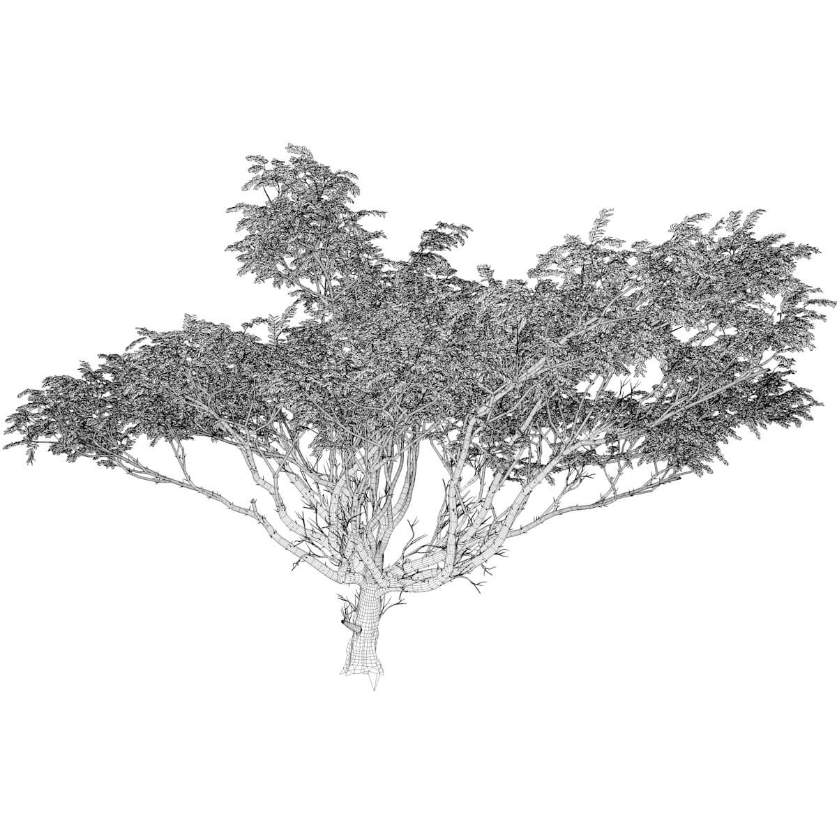 Acacia Tree #05 - 3D Model by AntonioKowatsch