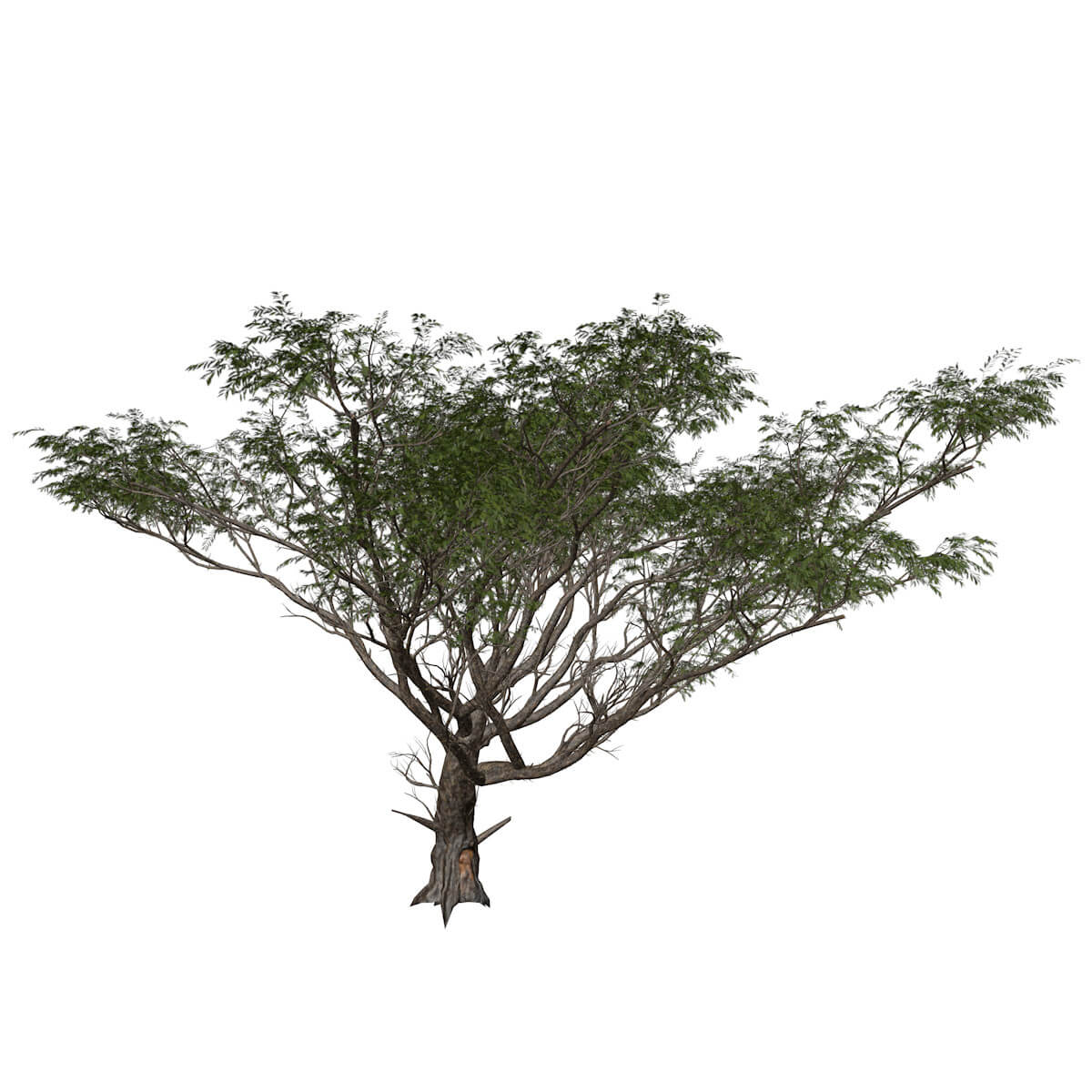 Acacia Tree #06 - 3D Model by AntonioKowatsch