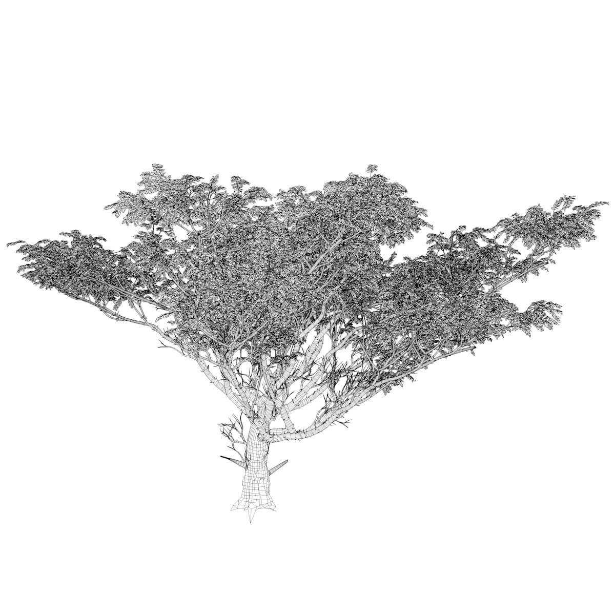 Acacia Tree #06 - 3D Model by AntonioKowatsch
