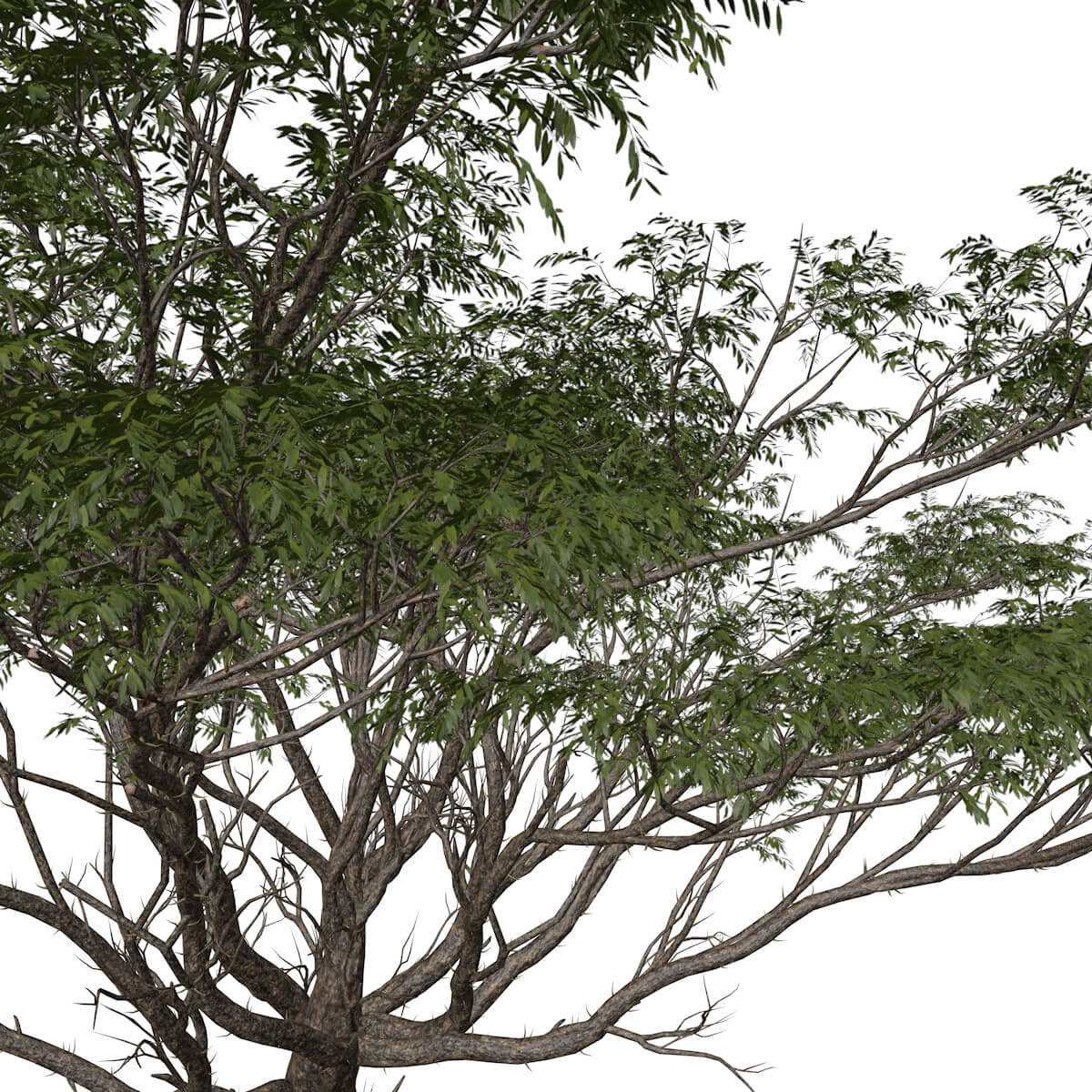 Acacia Tree #07 - 3D Model by AntonioKowatsch