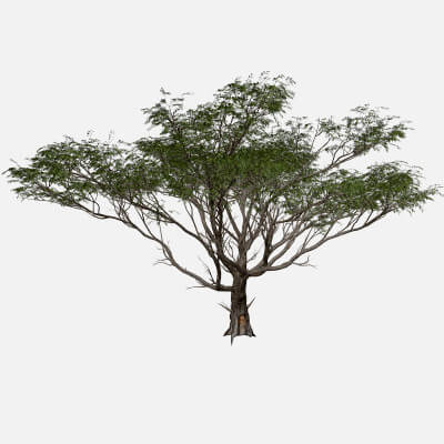 Bald Cypress Tree #10 - 3D Model by AntonioKowatsch