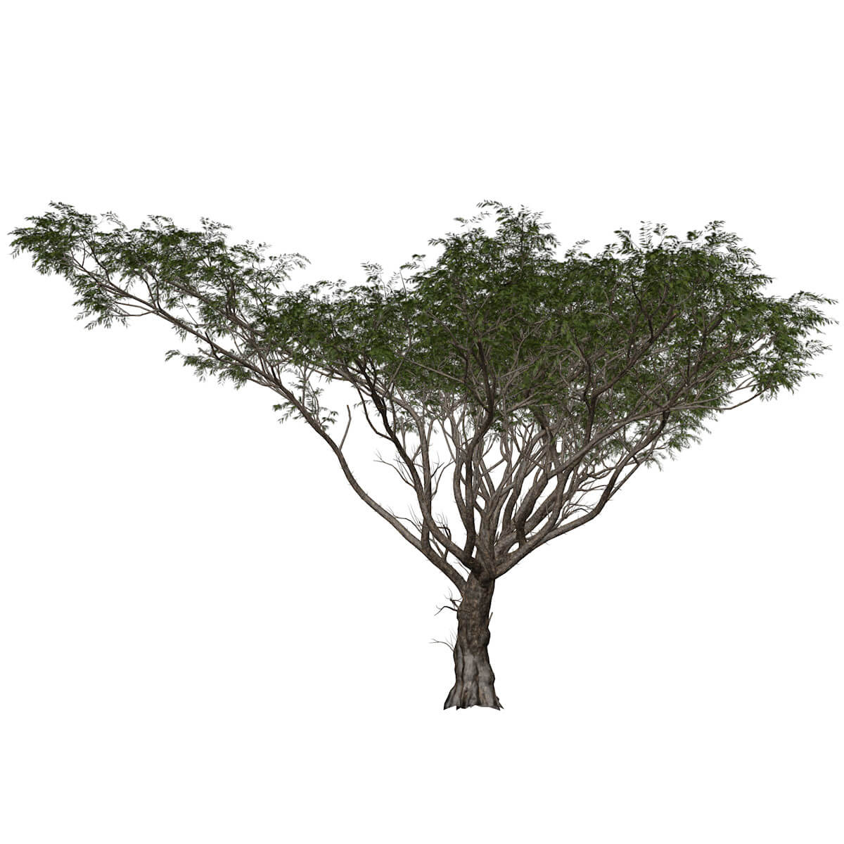 Acacia Tree #08 - 3D Model by AntonioKowatsch