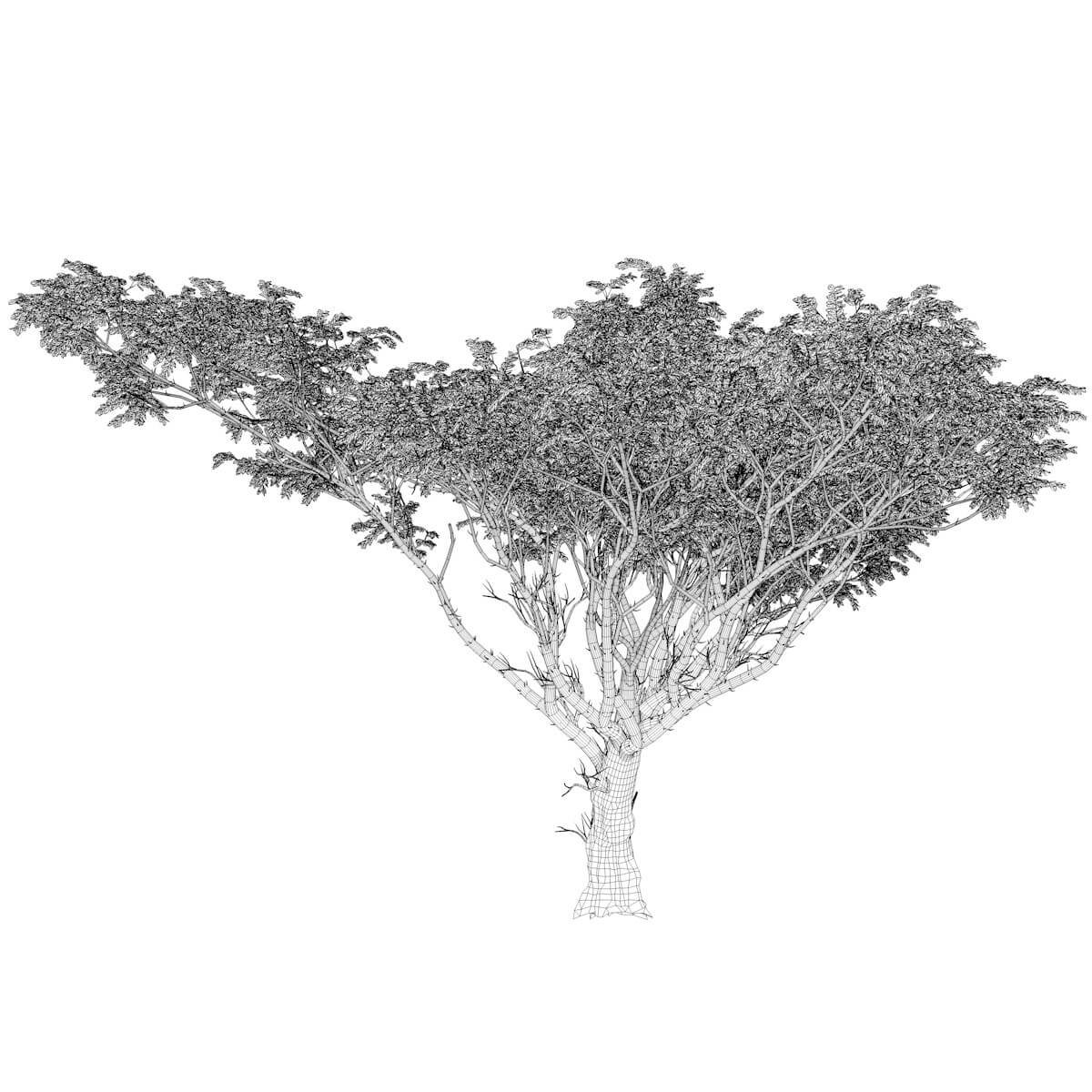 Umbrella Thorn Acacia Drawing