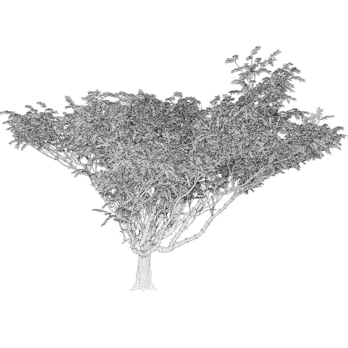 Acacia Tree #09 - 3D Model by AntonioKowatsch