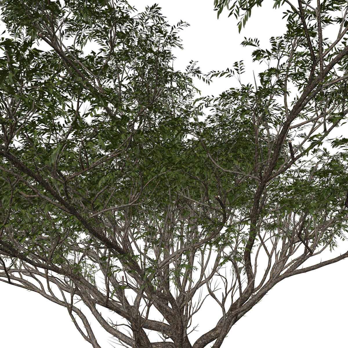 Acacia Tree #10 - 3D Model by AntonioKowatsch