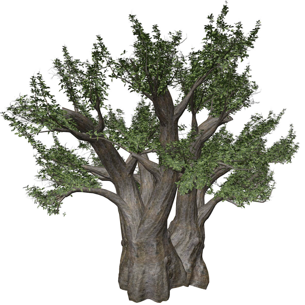 African Baobab Tree #03 - 3D Model by AntonioKowatsch