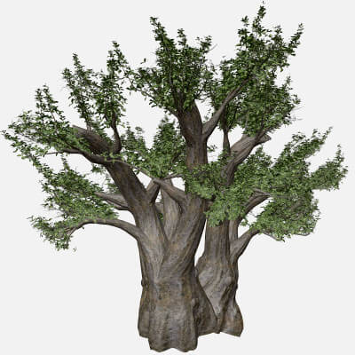 African Baobab Tree #03 - 3D Model by AntonioKowatsch