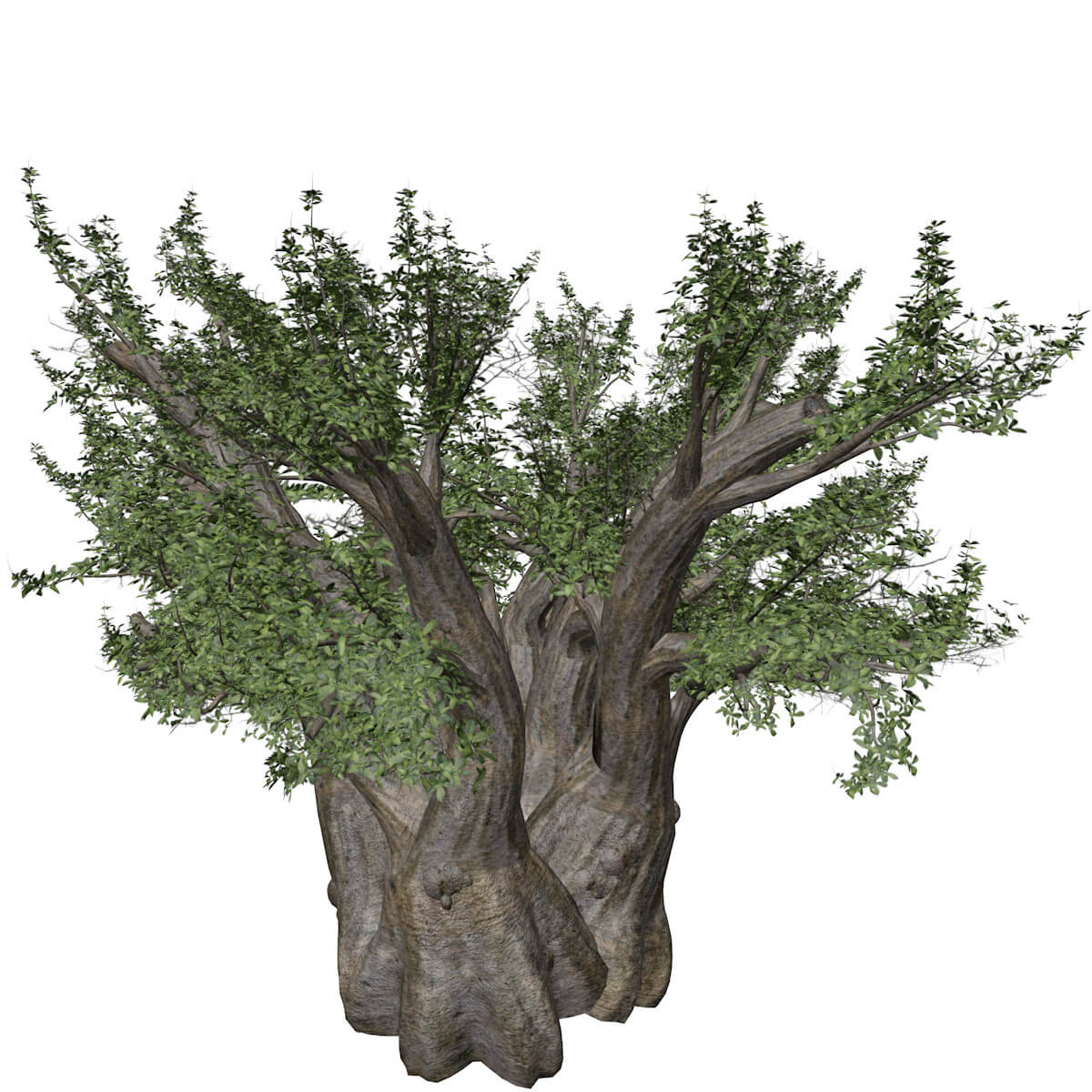 African Baobab Tree Collection by AntonioKowatsch