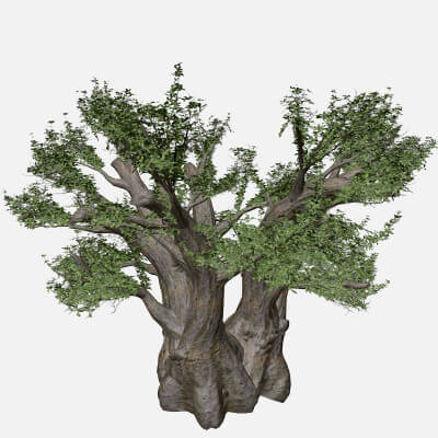 African Baobab Tree #05 - 3D Model by AntonioKowatsch