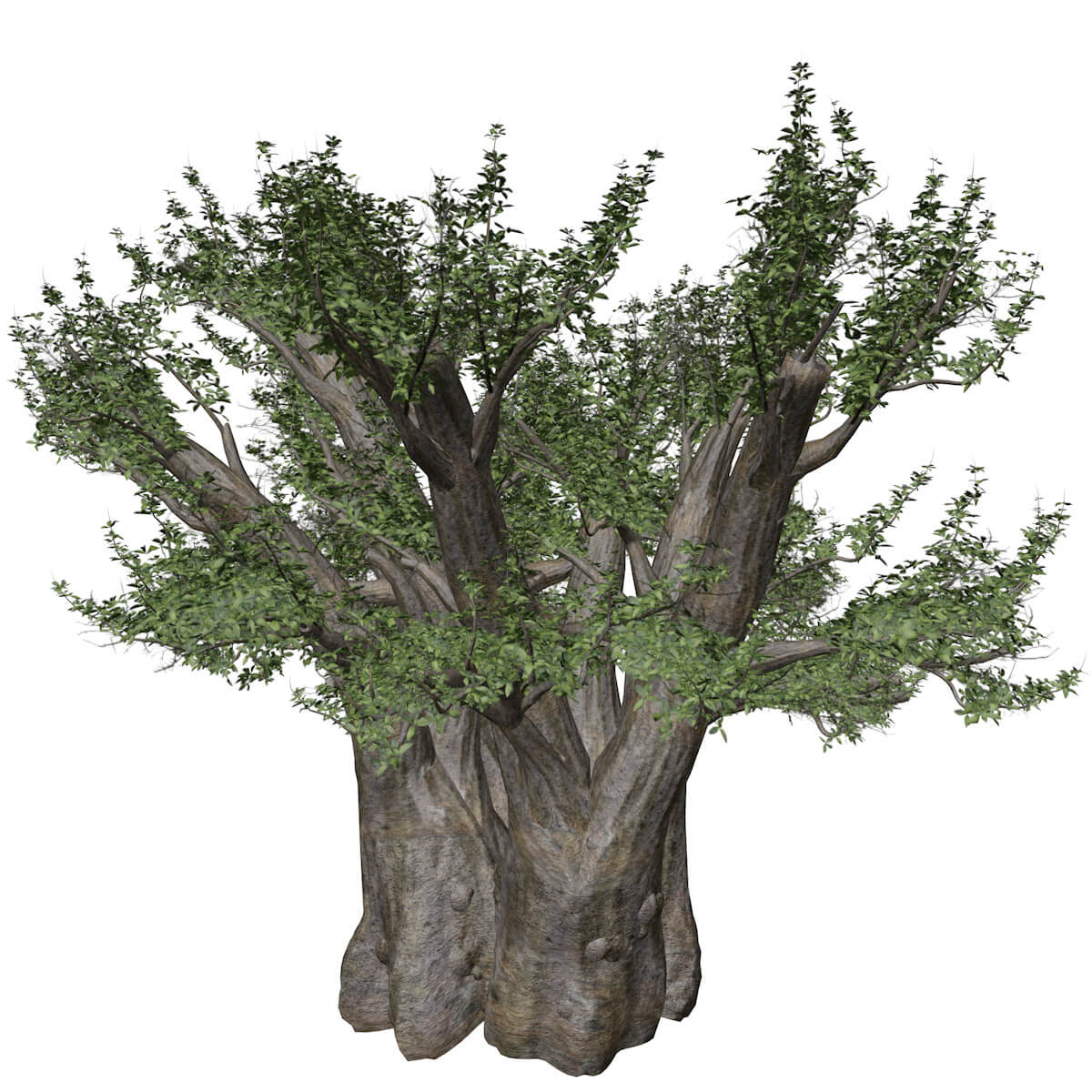 African Baobab Tree #07 - 3D Model by AntonioKowatsch