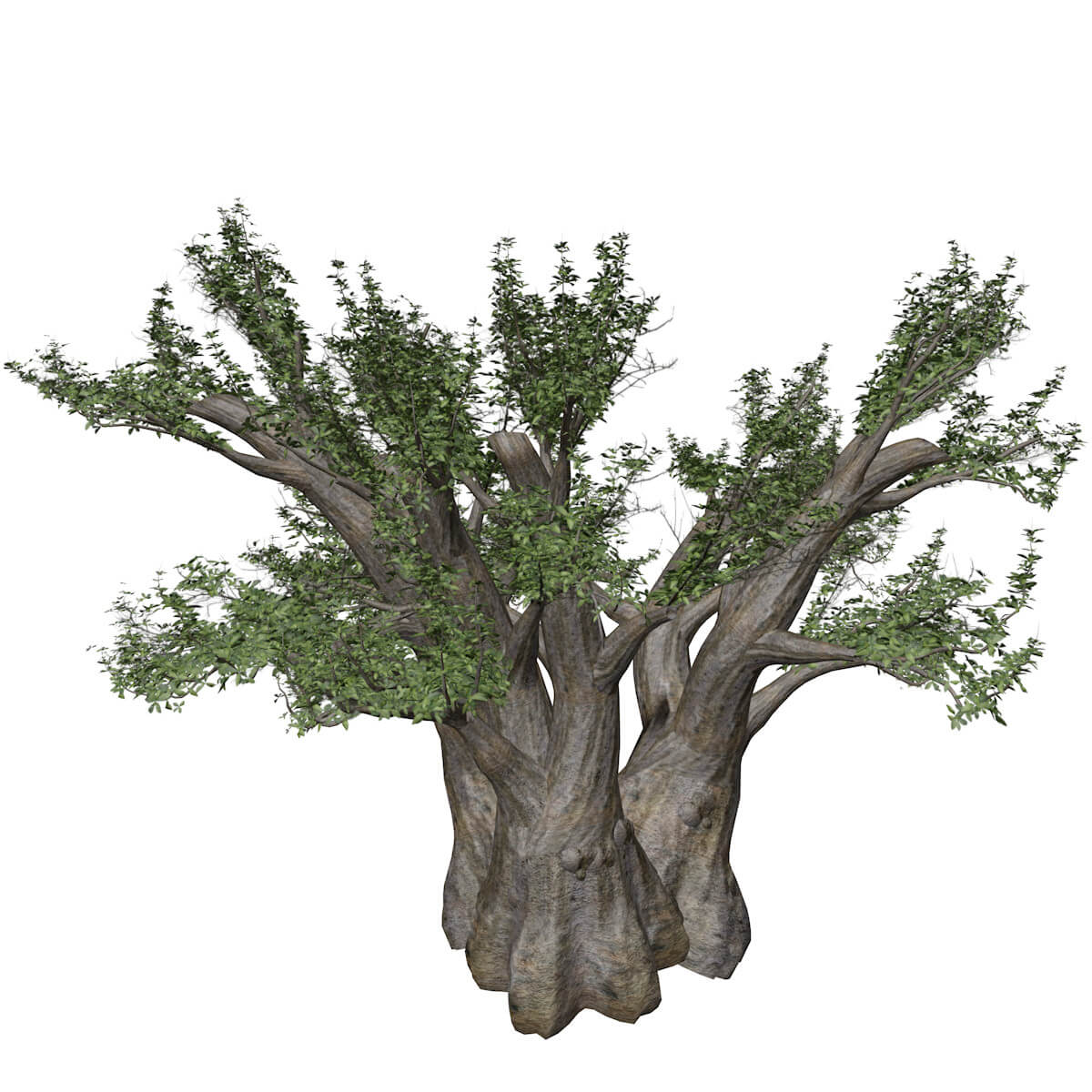 African Baobab Tree #09 - 3D Model by AntonioKowatsch