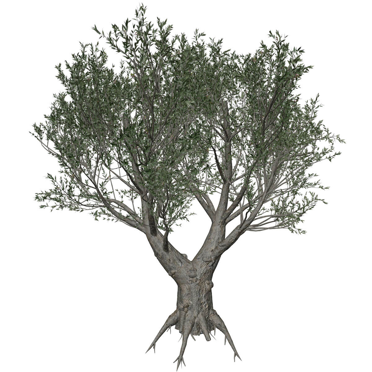 African Olive Tree - 3D Model by AntonioKowatsch