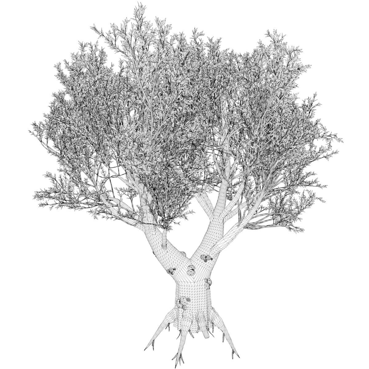 African Olive Tree - 3D Model by AntonioKowatsch