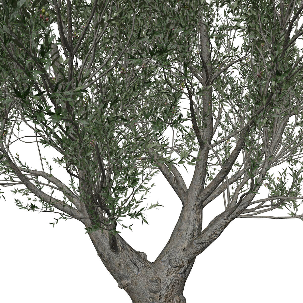 African Olive Tree - 3D Model by AntonioKowatsch