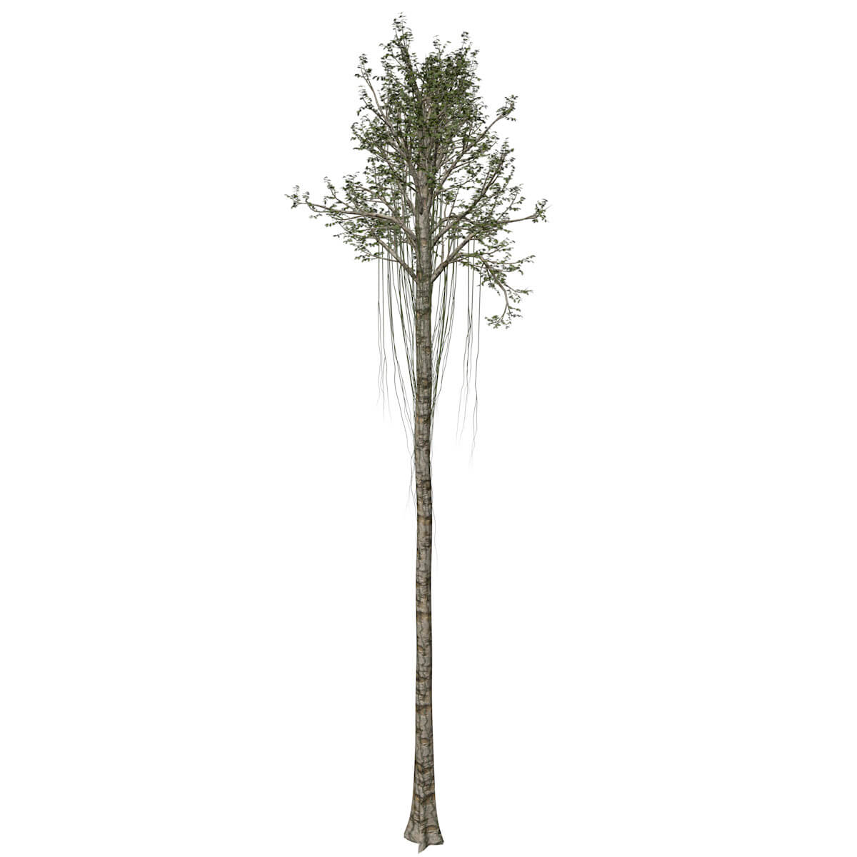 Agarwood Tree Collection by AntonioKowatsch