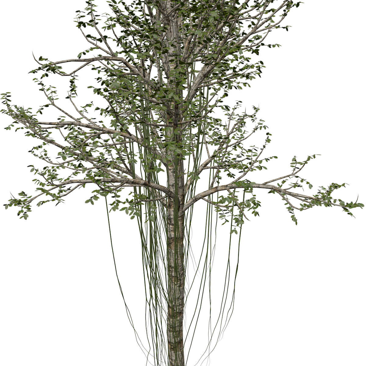 Agarwood Tree Collection by AntonioKowatsch