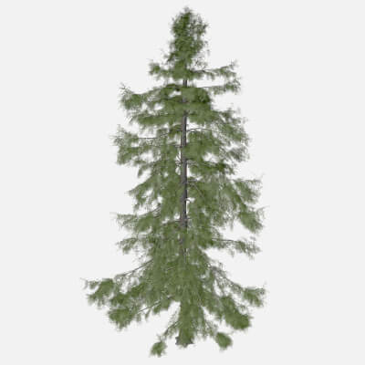 Alaska Cedar Tree #02 - 3D Model by AntonioKowatsch