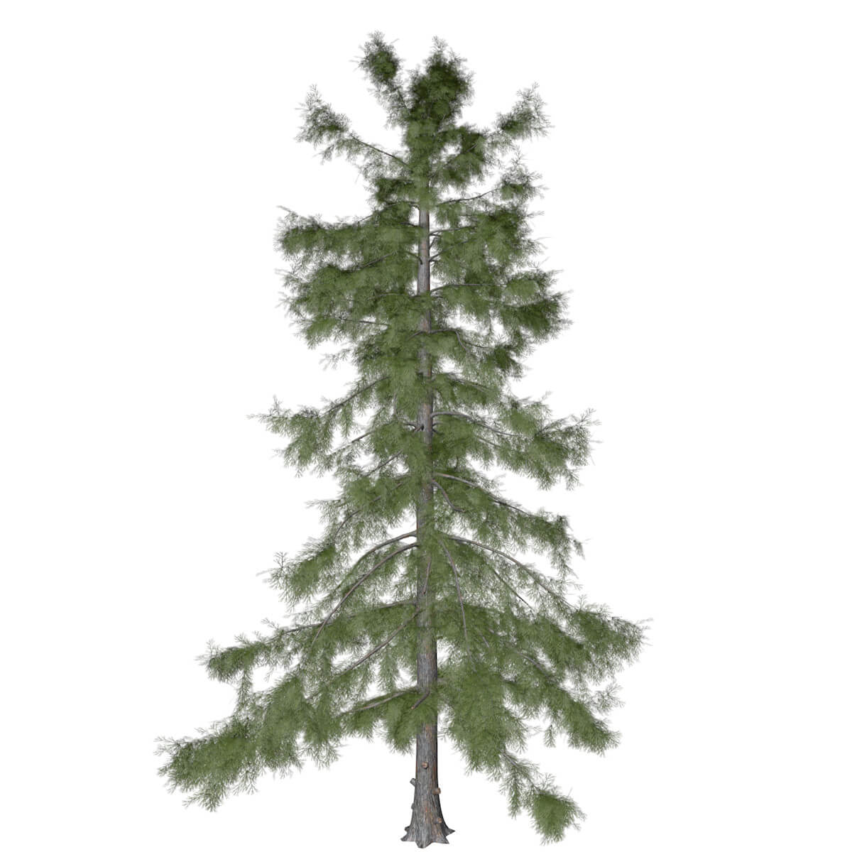Alaska Cedar Tree #03 - 3D Model by AntonioKowatsch