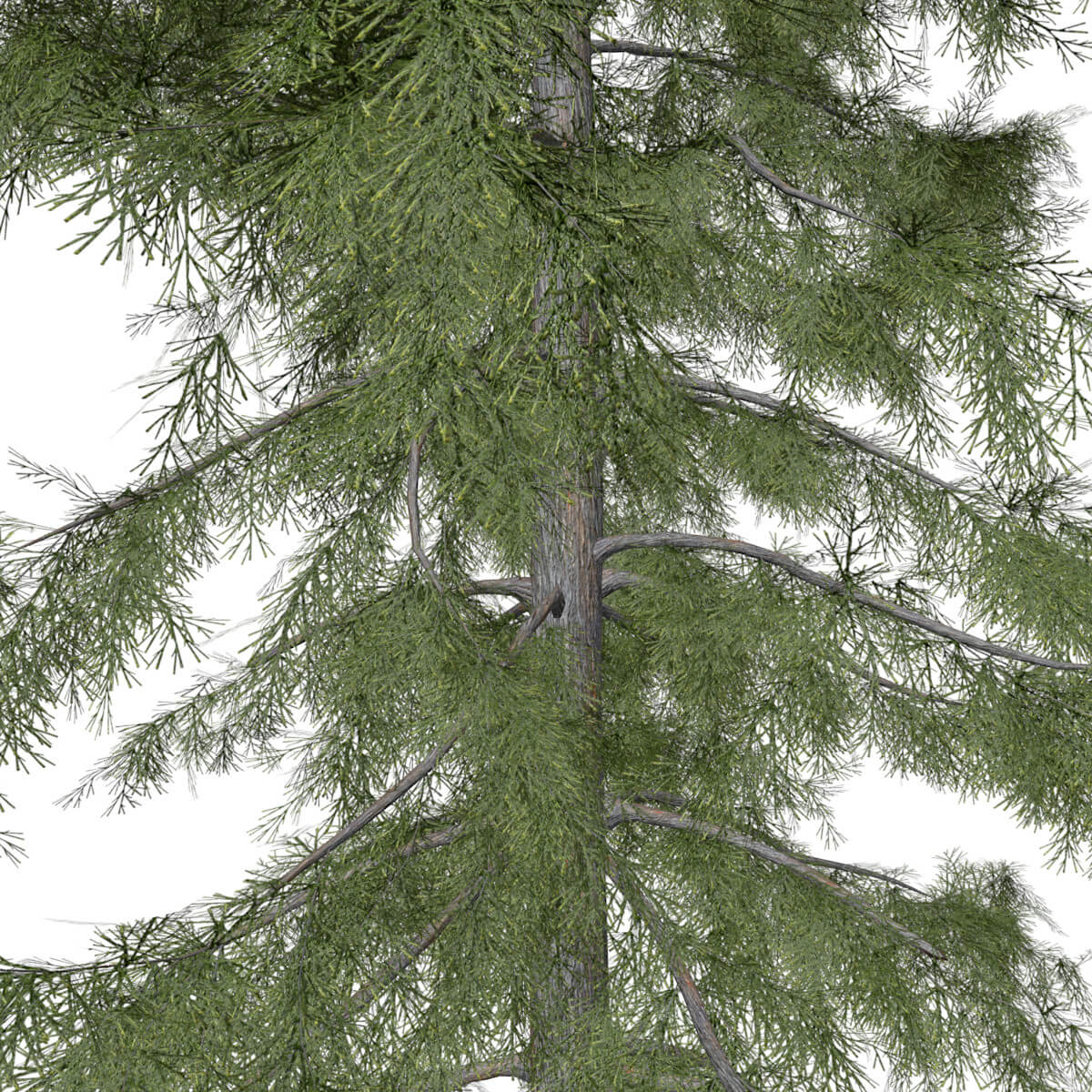 Alaska Cedar Tree Collection by AntonioKowatsch