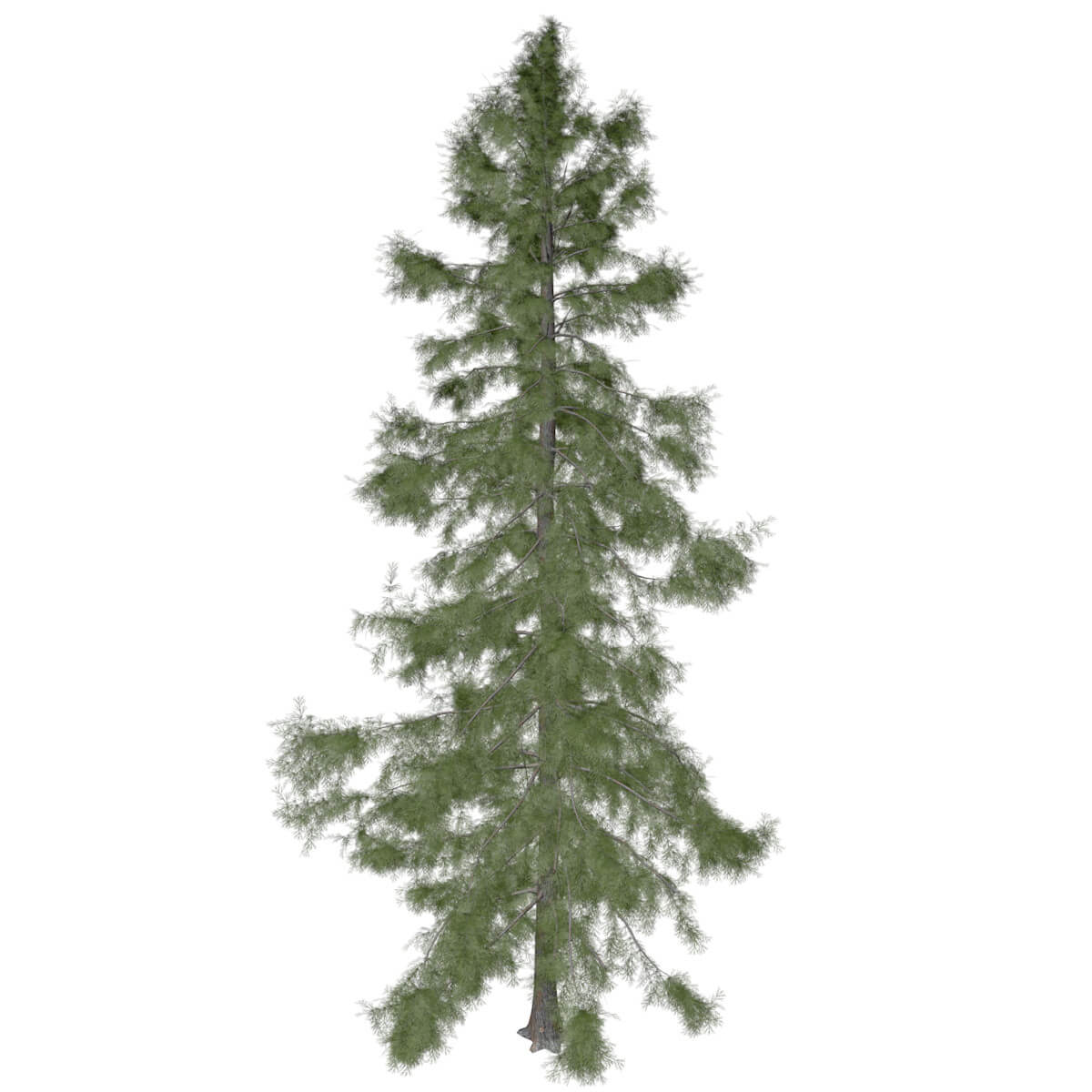 Alaska Cedar Tree Collection by AntonioKowatsch