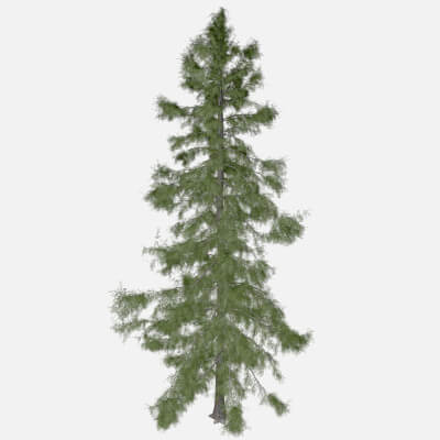 Alaska Cedar Tree #04 - 3D Model by AntonioKowatsch