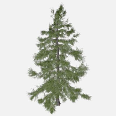 Alaska Cedar Tree #05 - 3D Model by AntonioKowatsch