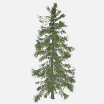 3D Models | Plants | Cedar Trees | RenderHub