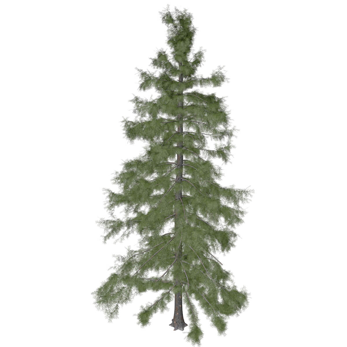 Alaska Cedar Tree #07 - 3D Model by AntonioKowatsch