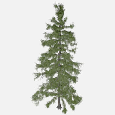 Alaska Cedar Tree #07 - 3D Model by AntonioKowatsch