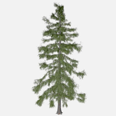 Alaska Cedar Tree #08 - 3D Model by AntonioKowatsch
