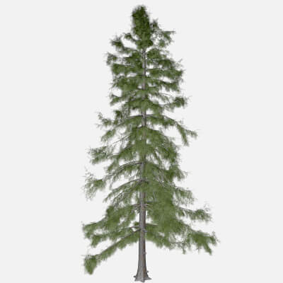 Alaska Cedar Tree #09 - 3D Model by AntonioKowatsch