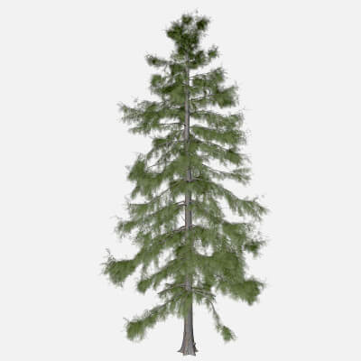 Alaska Cedar Tree #10 - 3D Model by AntonioKowatsch
