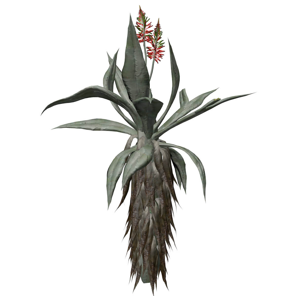 Aloe Excelsa #01 - 3D Model by AntonioKowatsch