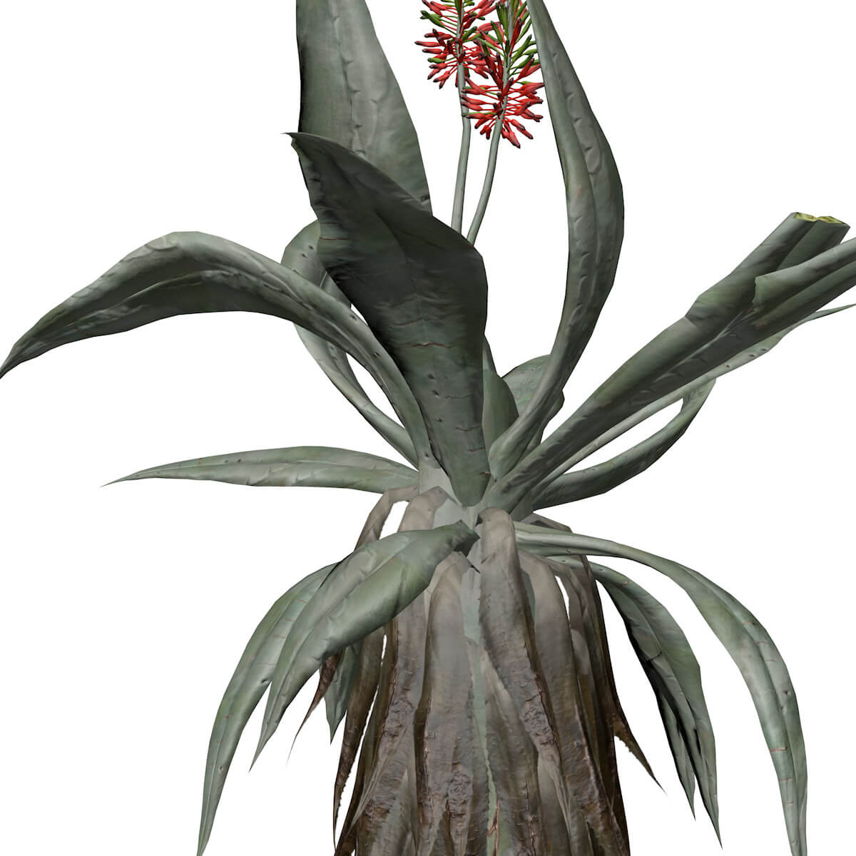 Aloe Excelsa #01 - 3D Model by AntonioKowatsch