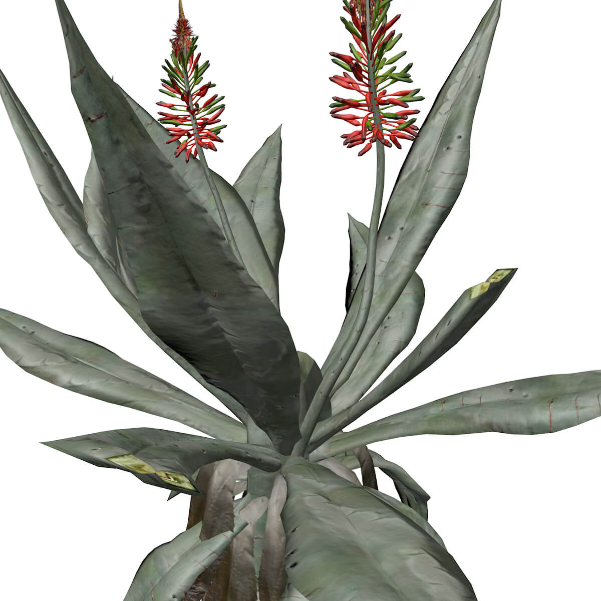 Aloe Excelsa Plant Collection by AntonioKowatsch