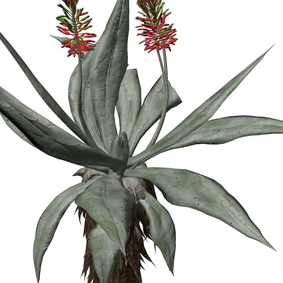 Aloe Excelsa Plant Collection by AntonioKowatsch